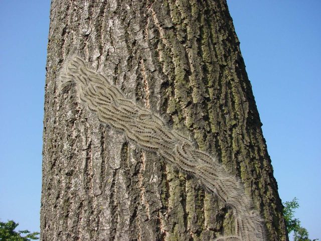 Oak Processionary Moth: What You Need to Know